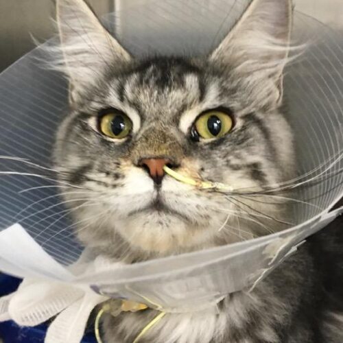 Recovery Room Cats – Paws Above Rescue