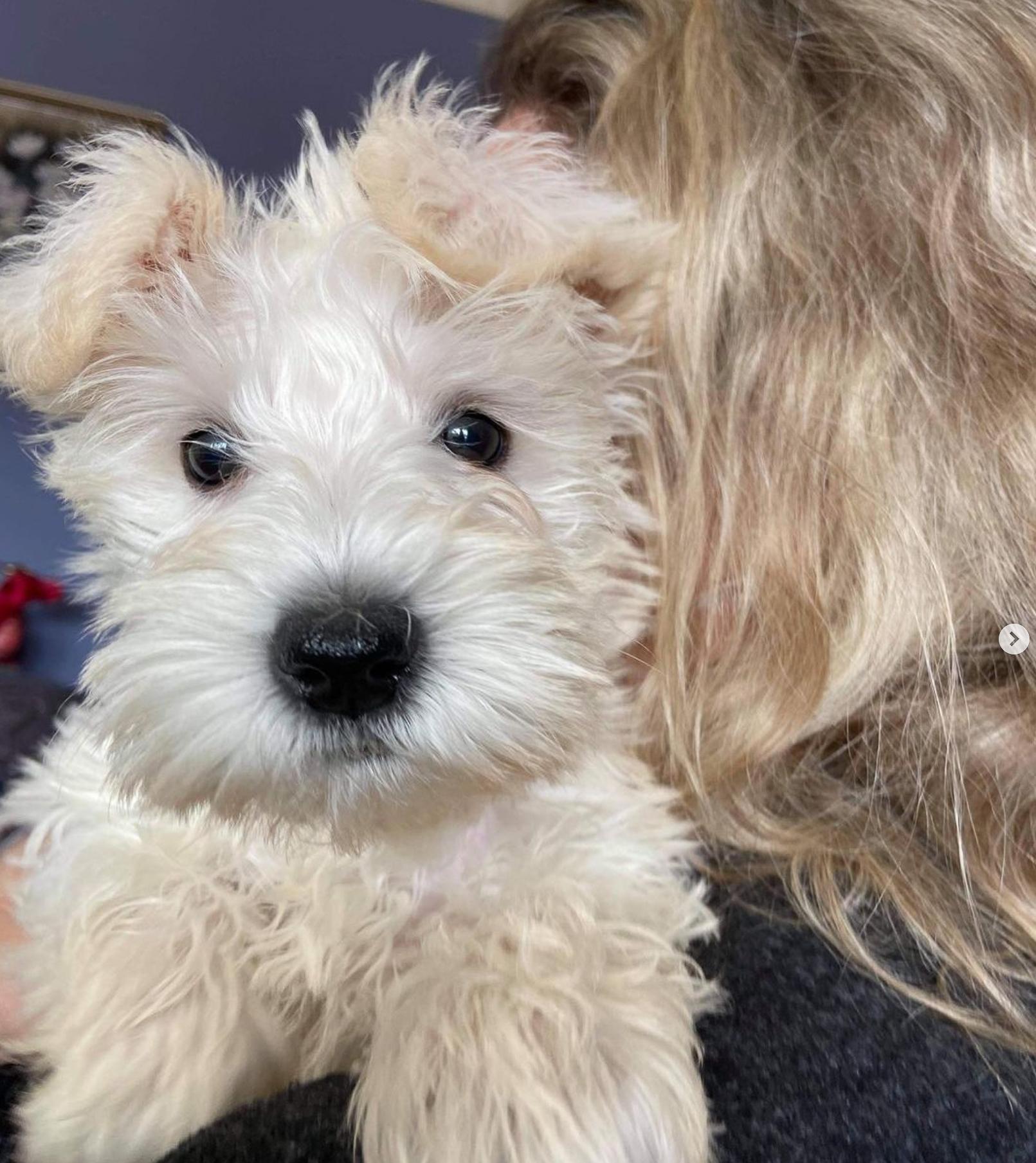 Happy Tails Dogs – Paws Above Rescue