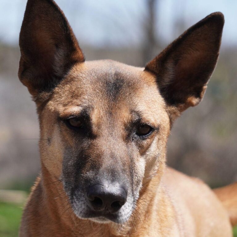 Available Dogs – Paws Above Rescue