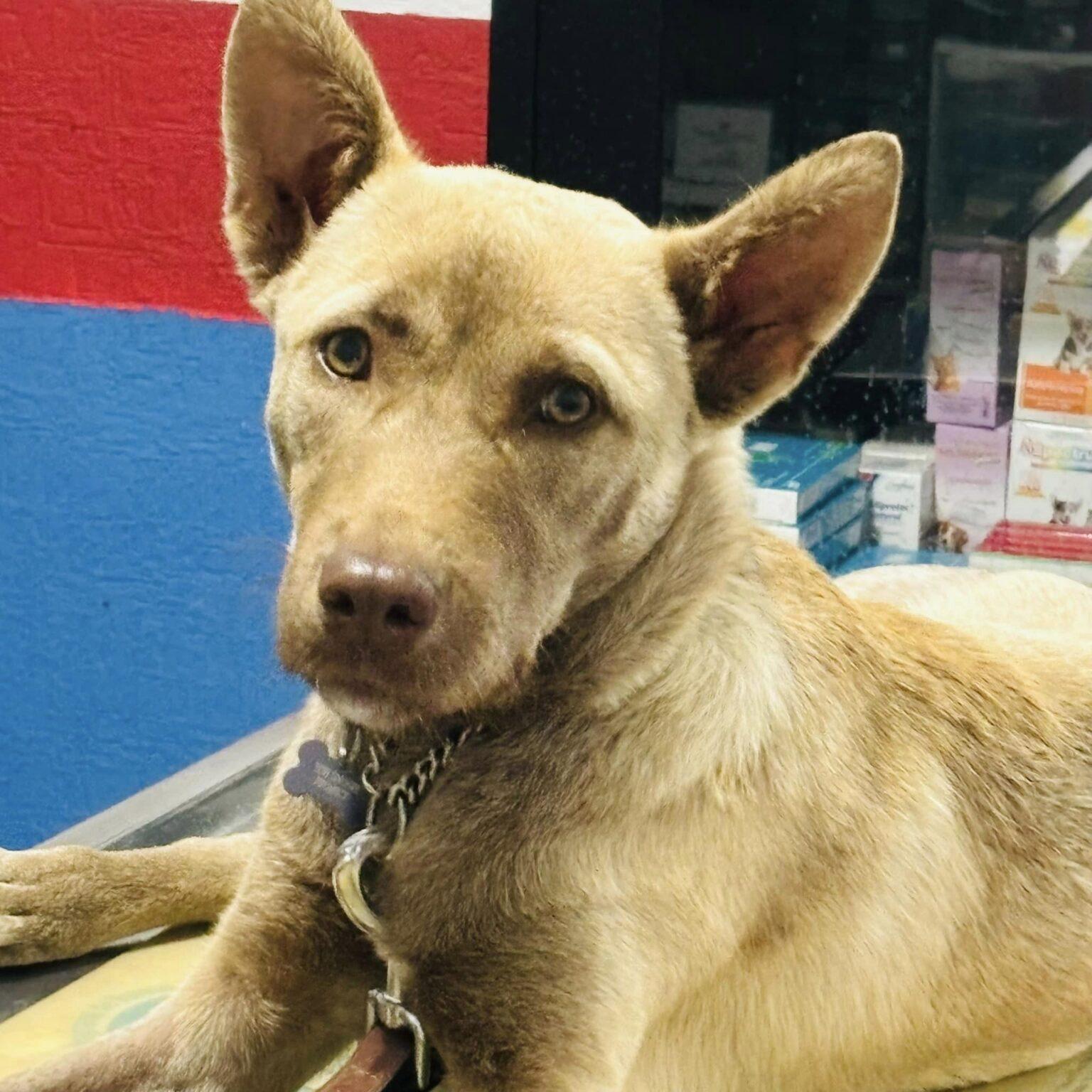Available Dogs – Paws Above Rescue
