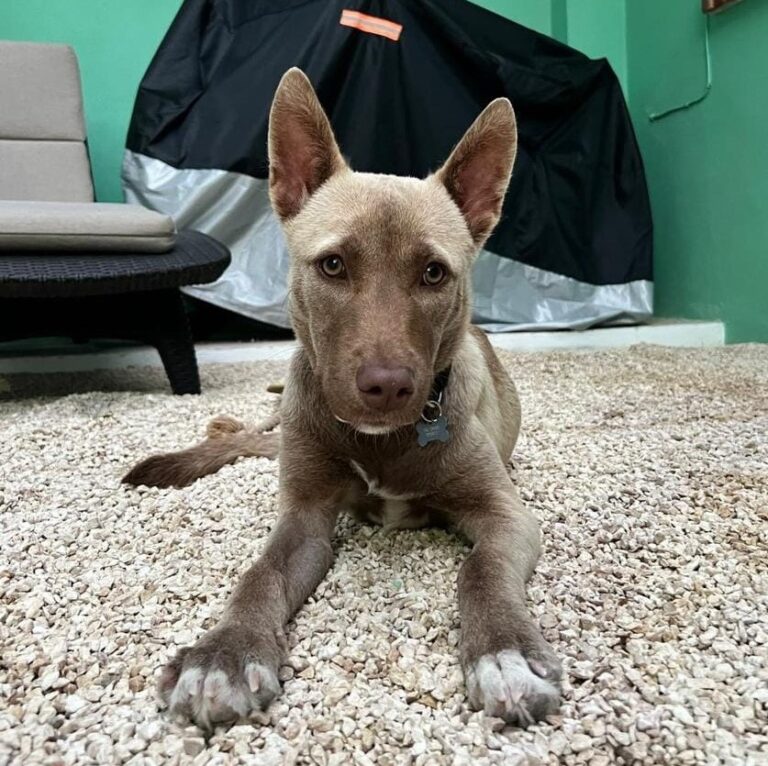 Available Dogs – Paws Above Rescue