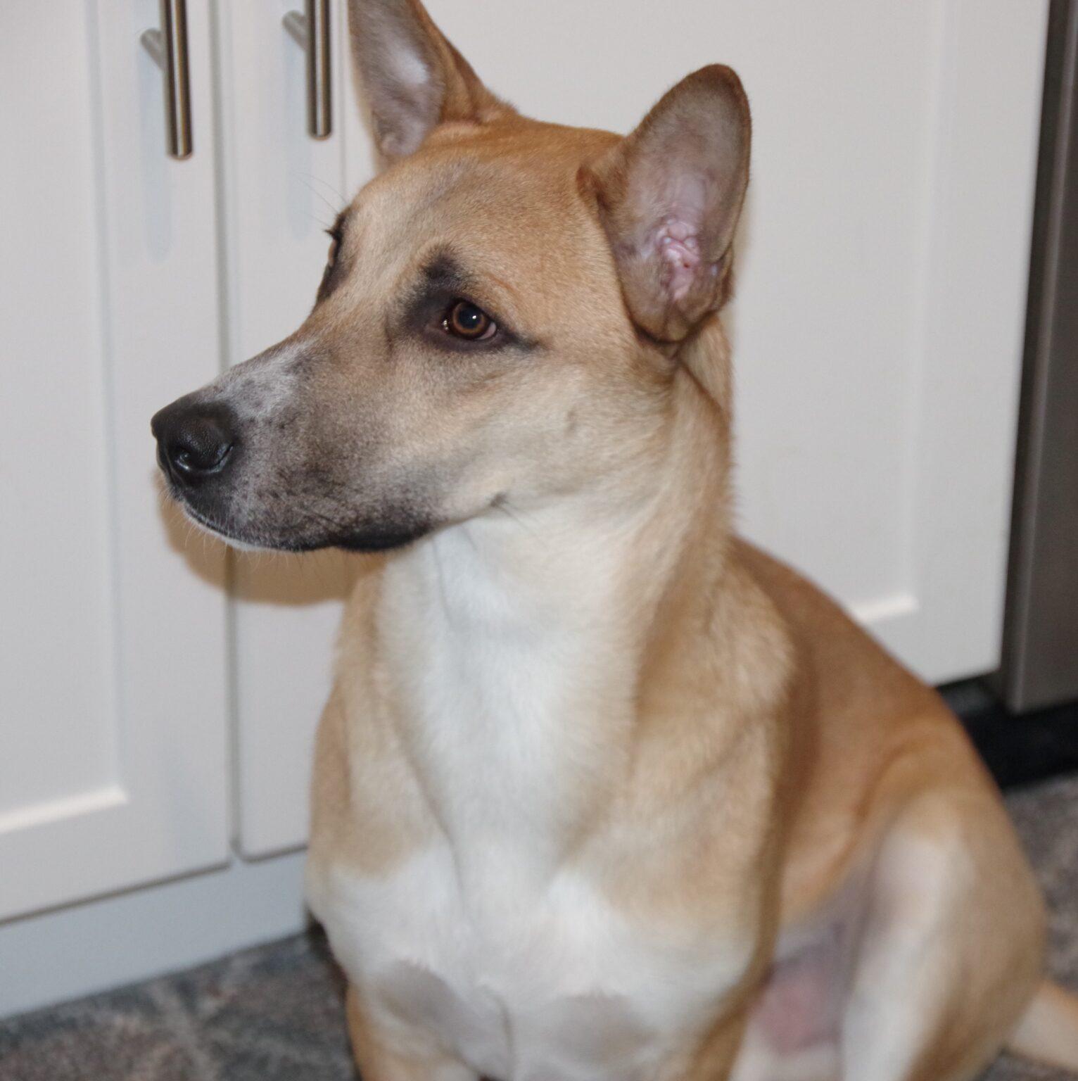 Available Dogs – Paws Above Rescue