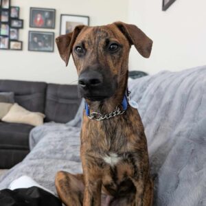 Available Dogs – Paws Above Rescue